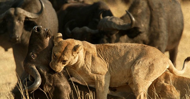 Relentless Enemies: Lions and Buffalo streaming