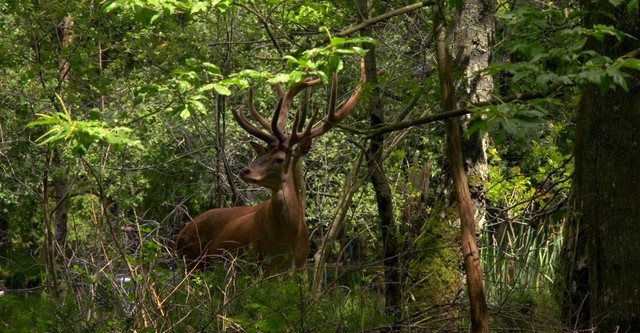 Wild France streaming: where to watch movie online?