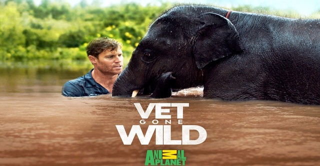 Vet Gone Wild - streaming tv show online