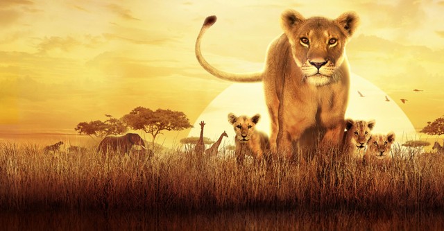 Serengeti Season 2 - watch full episodes streaming online