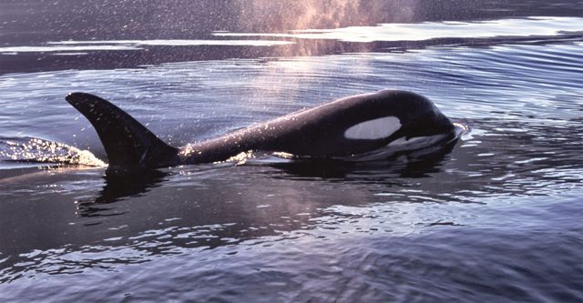 Saving Luna - movie: where to watch stream online