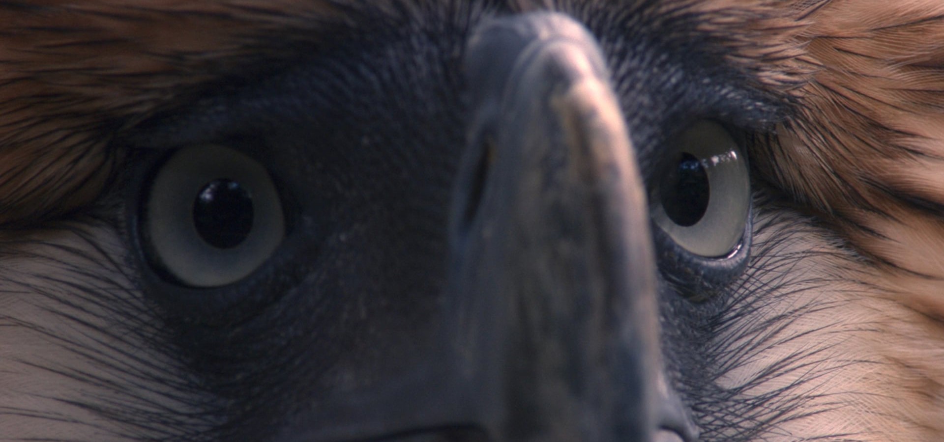 Birdshot streaming: where to watch movie online?