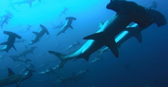 Deep Blue streaming: where to watch movie online?