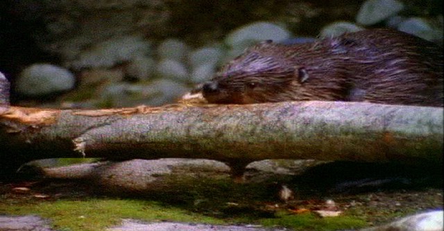 Incredible Creatures That Defy Evolution I streaming