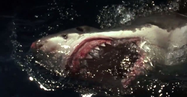 Shark Zone streaming: where to watch movie online?