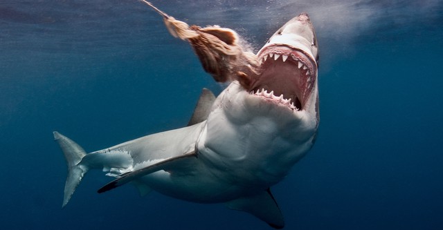 The Search for the Ocean's Super Predator streaming