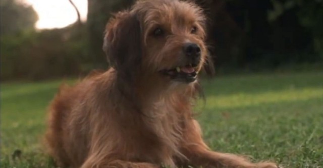 Benji - película: Ver online completa en español