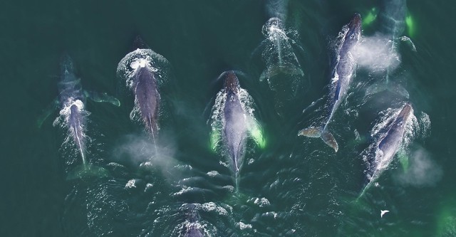 Genius Sea Hunters - streaming tv show online