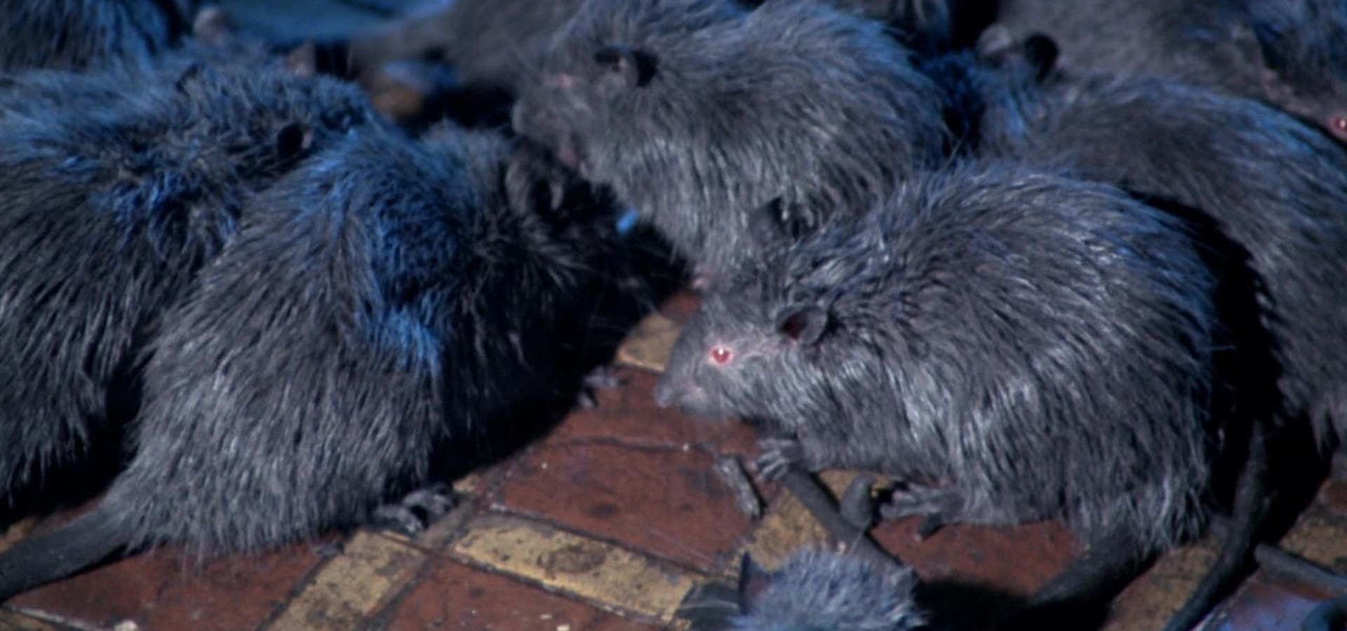 Regarder Les Rats de Manhattan en streaming complet