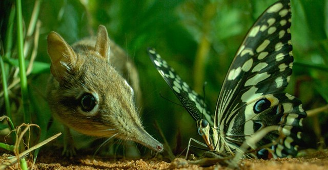 Hidden Kingdoms streaming: where to watch online?