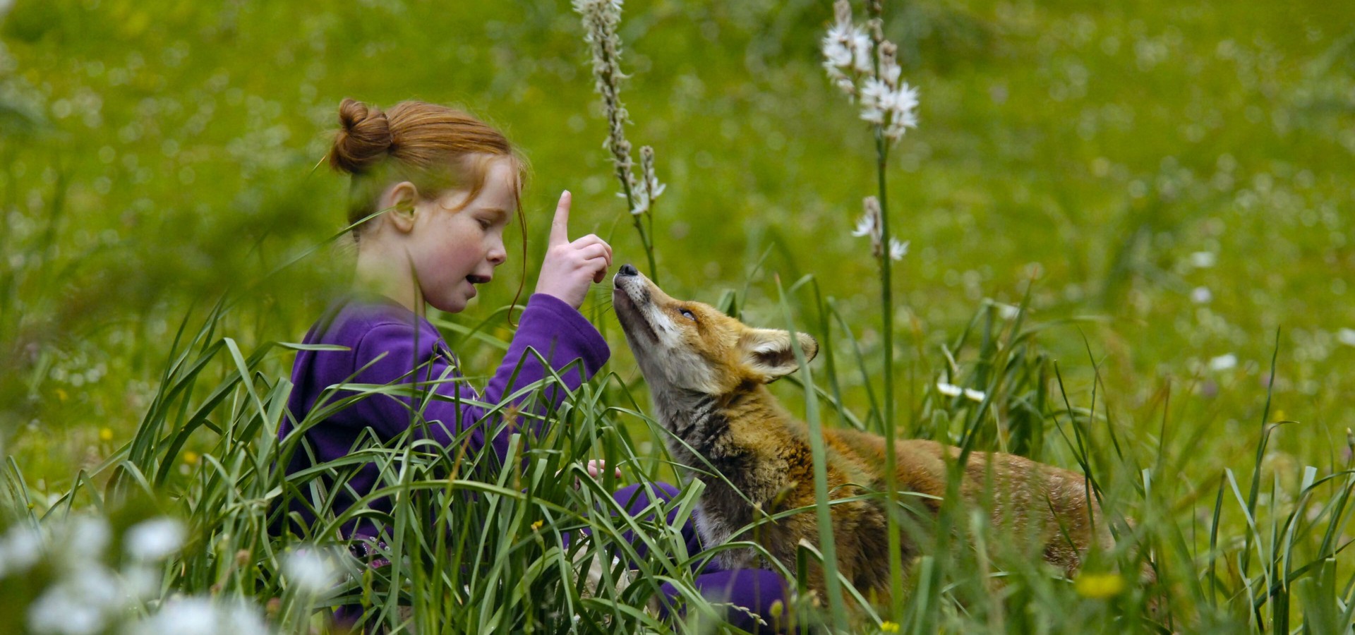 The Fox and the Child - movie: watch stream online
