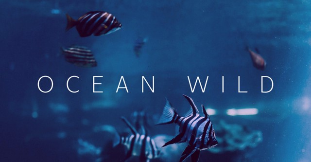 Ocean Wild - watch tv show streaming online