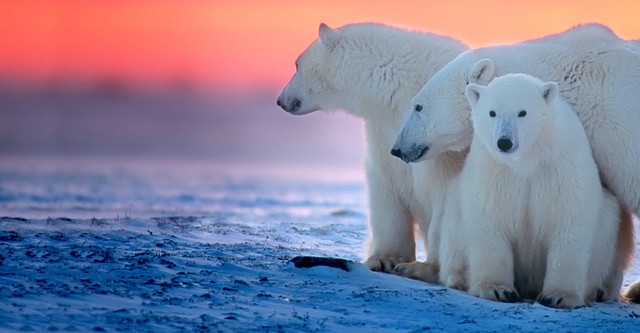 Kingdom of the Polar Bears Season 1 - episodes streaming online