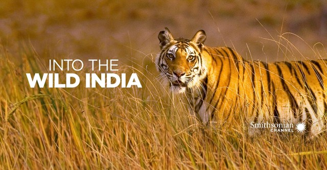 Into the Wild: India - stream tv show online