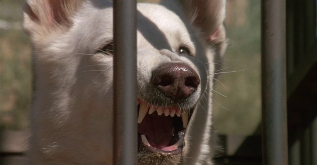 White Dog streaming: where to watch movie online?