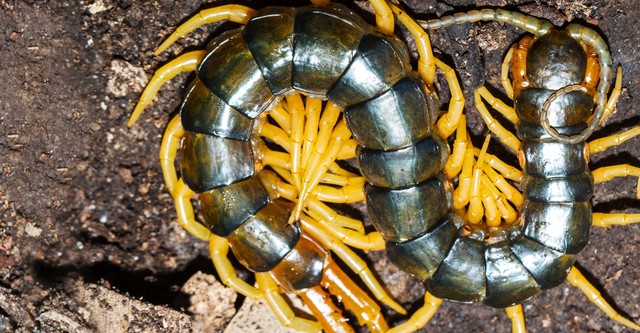 Australia's Deadly Monsters - streaming online