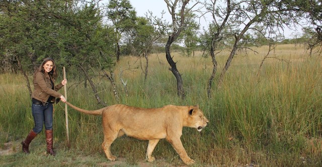 Lion Spy - movie: where to watch stream online