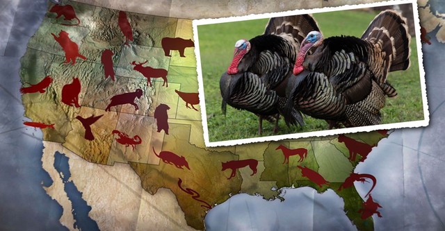 United States of Animals Season 1 - episodes streaming online