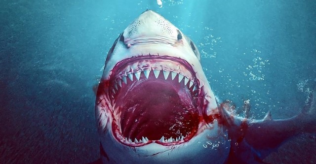 Sharkula streaming: where to watch movie online?
