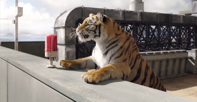 Tiger Robbers streaming: where to watch online?