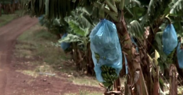 La banane - movie: where to watch stream online