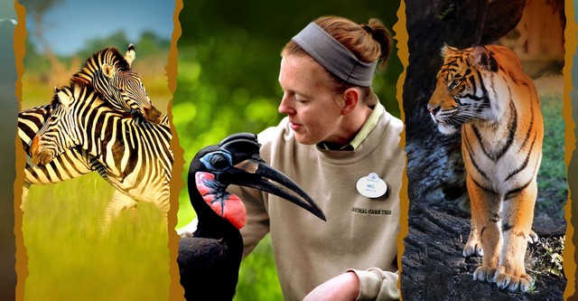 Magic of Disney's Animal Kingdom Season 2 - streaming online