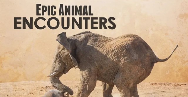 Epic Animal Encounters - streaming tv show online