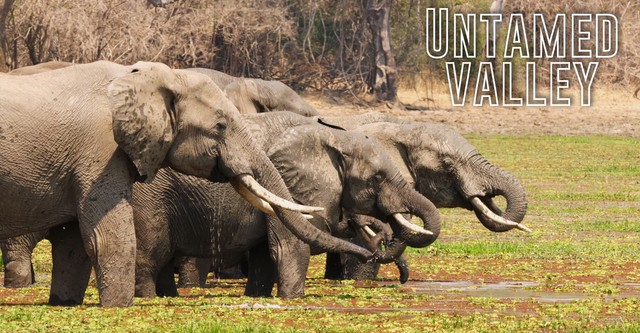 Untamed Valley - streaming tv show online