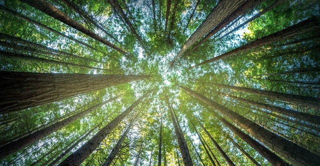 Timber Titans Season 2 - watch episodes streaming online