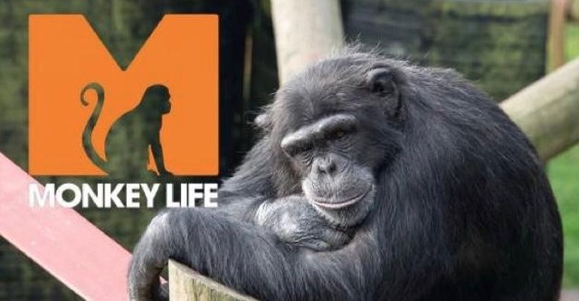 Monkey Life Season 13 - watch full episodes streaming online
