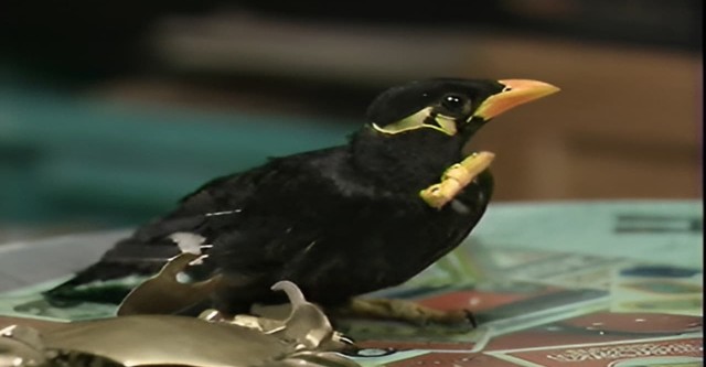 Food Fight - watch tv show streaming online