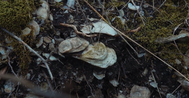 Holding Back the Tide streaming: where to watch online?