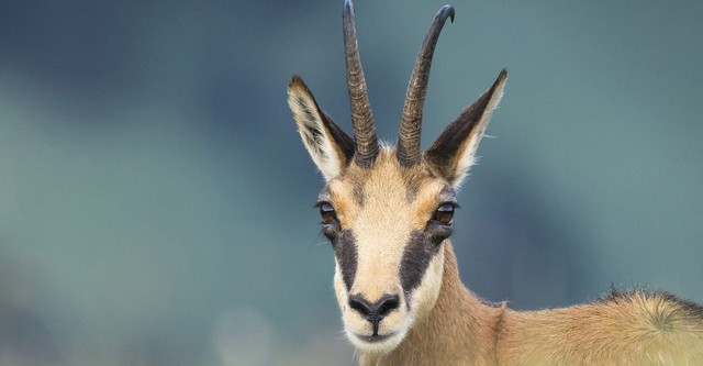 România Salbatica - movie: watch streaming online