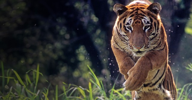 Extreme Animals - streaming tv show online