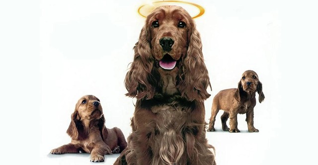 Miracle Dogs Too - movie: watch stream online