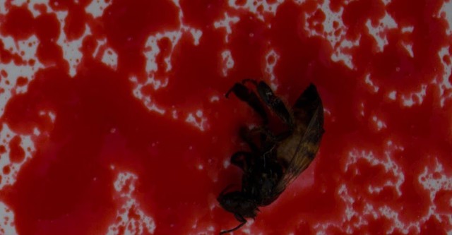 Insect streaming: where to watch movie online?