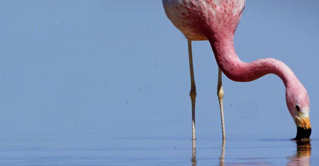 Wild Latin America Season 1 - watch episodes streaming online