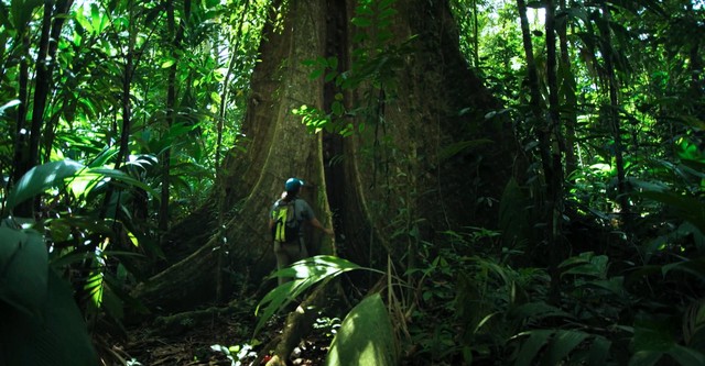 The Forest - movie: where to watch streaming online