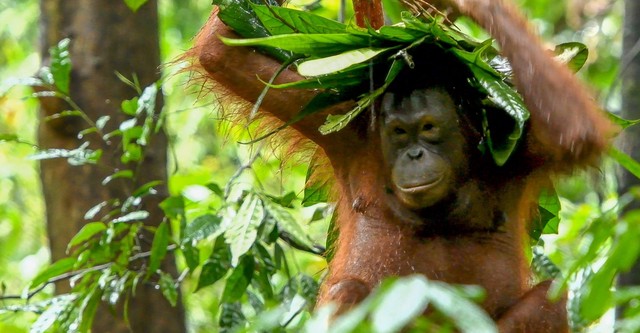 Inside the Enchanted Forests Season 1 - episodes streaming online