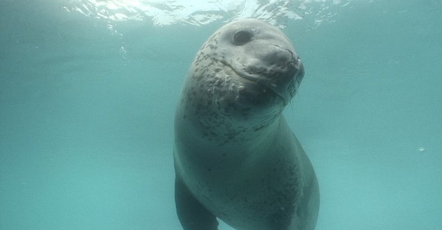 Jonathan Bird's Blue World Season 2 - episodes streaming online