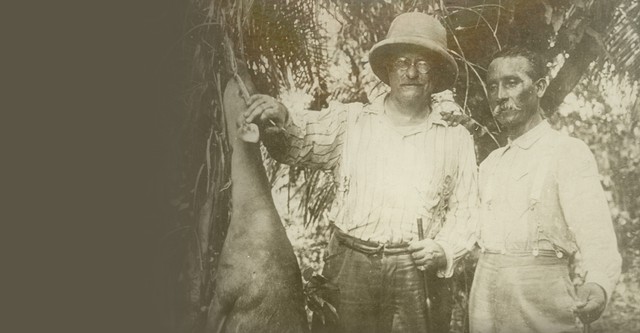 Into the Amazon streaming: where to watch online?