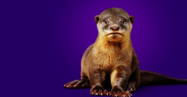 Otter Dynasty (WT) Season 1 - watch episodes streaming online