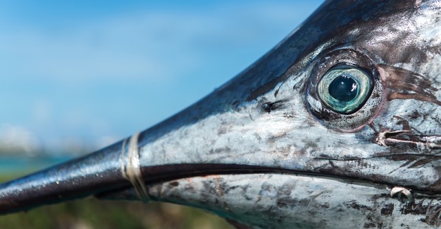 Ocean Vet Season 1 - watch full episodes streaming online