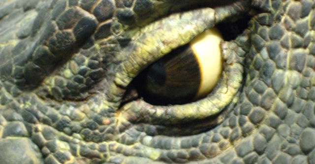 Lizard Boy streaming: where to watch movie online?