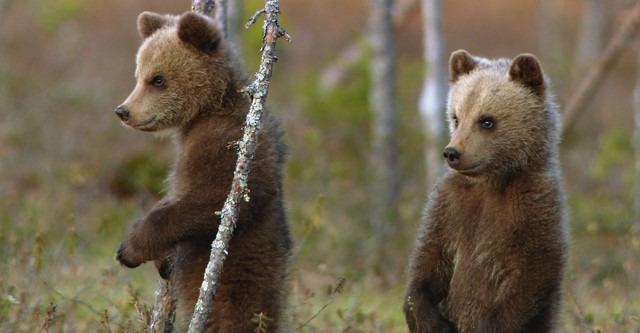 Bear Essentials streaming: where to watch online?