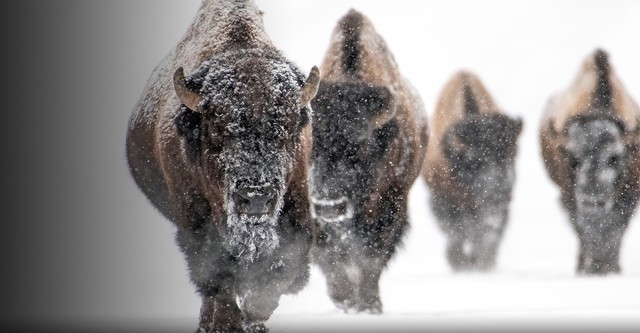 The American Buffalo Season 1 - watch episodes streaming online