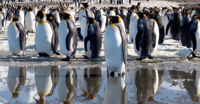 The Blue Planet Season 1 - watch episodes streaming online