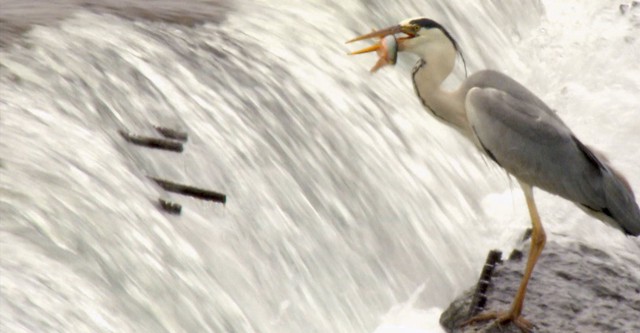 Home in the danger zone - streaming: oglądaj online