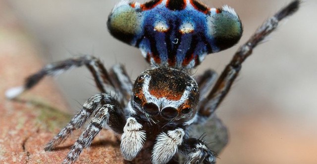 Maratus streaming: where to watch movie online?