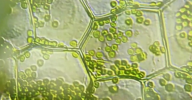 Scrunchie streaming: where to watch movie online?